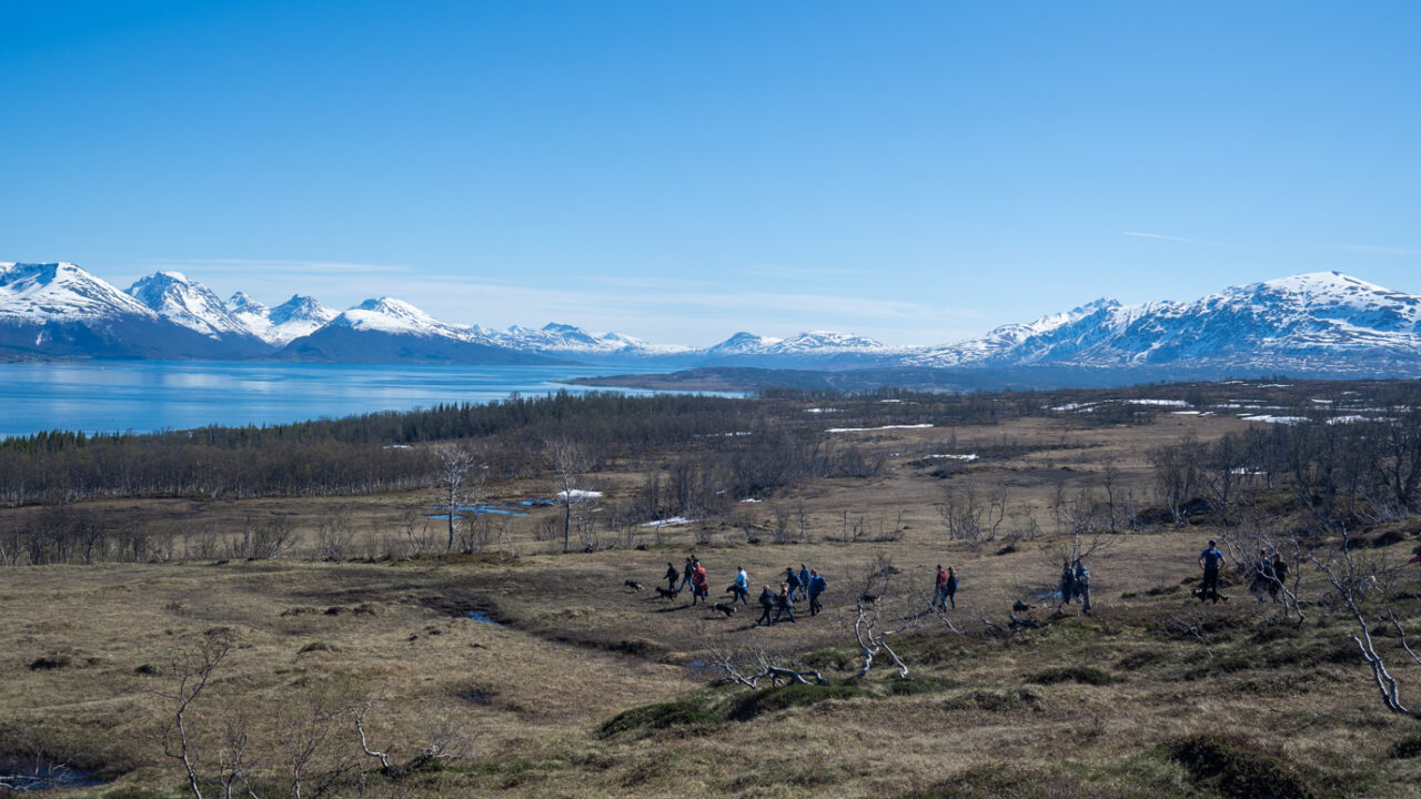Husky Hike in Tromsø | Book your tour husky here